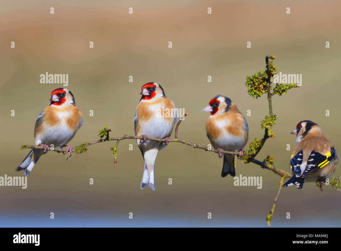 European goldfinches hi-res stock photography and images - Alamy