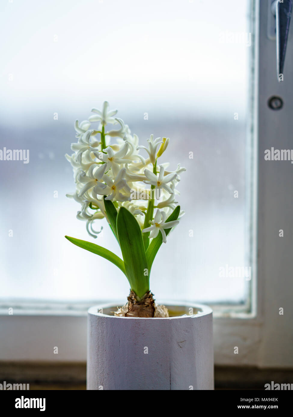 wedding decorations theme, flowers and champagne in white interior and ...