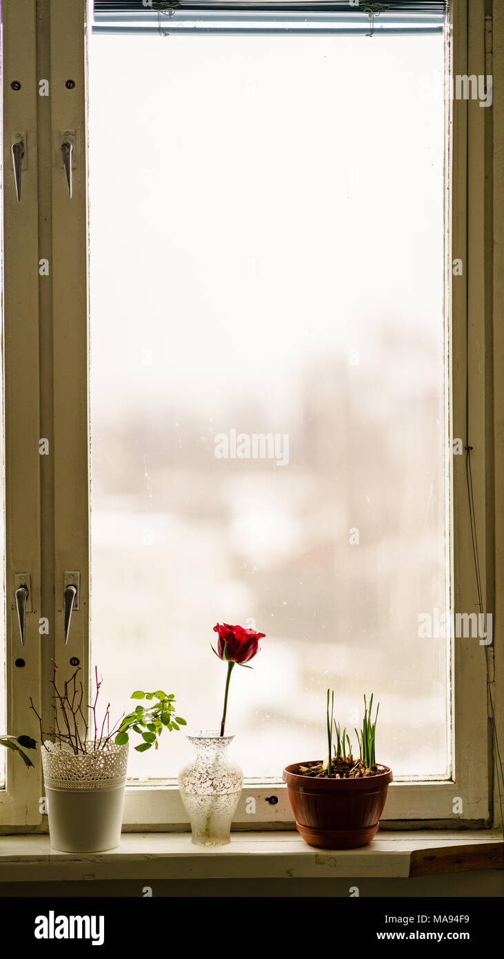 wedding decorations theme, flowers and champagne in white interior and ...