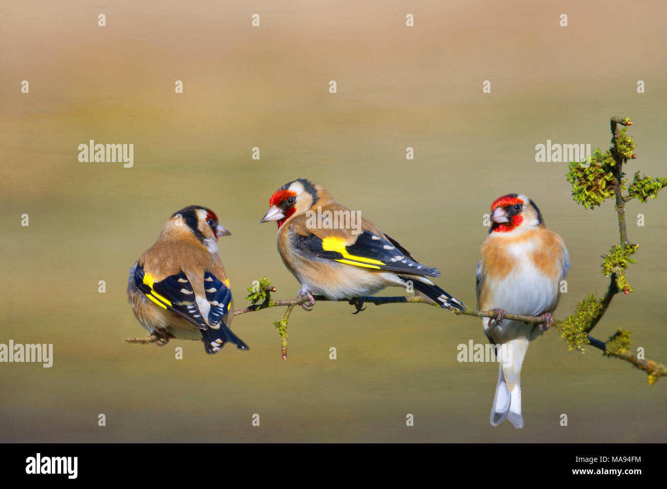 European goldfinches hi-res stock photography and images - Alamy