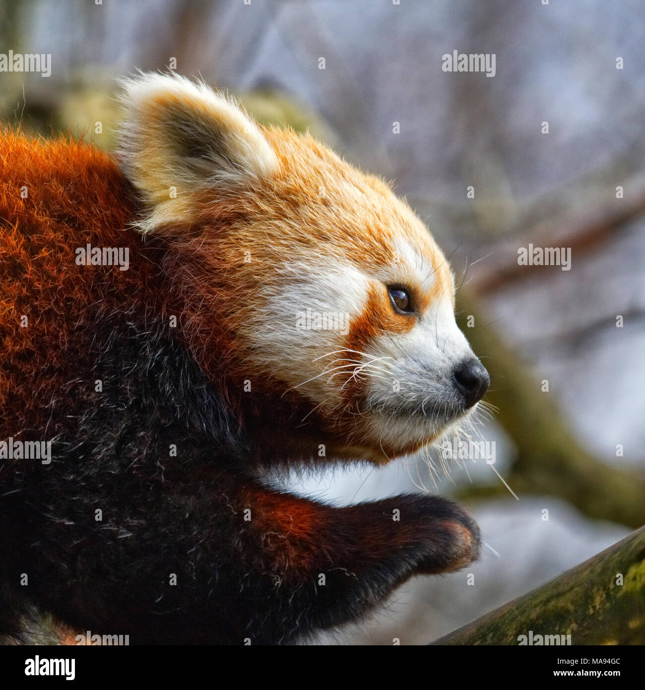 Red bear cat and red cat bear hi-res stock photography and images - Alamy
