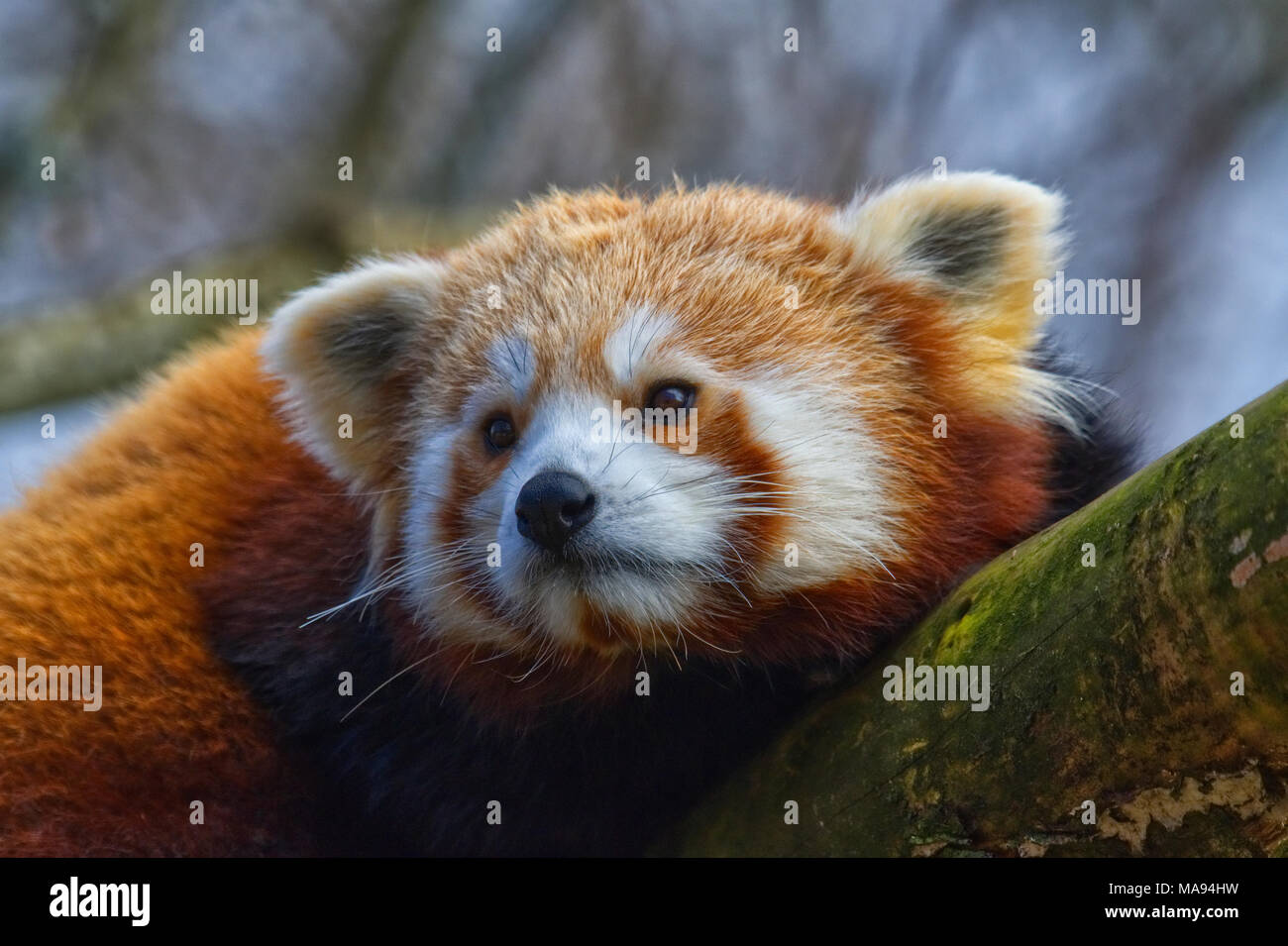 Red bear cat and red cat bear hi-res stock photography and images - Alamy