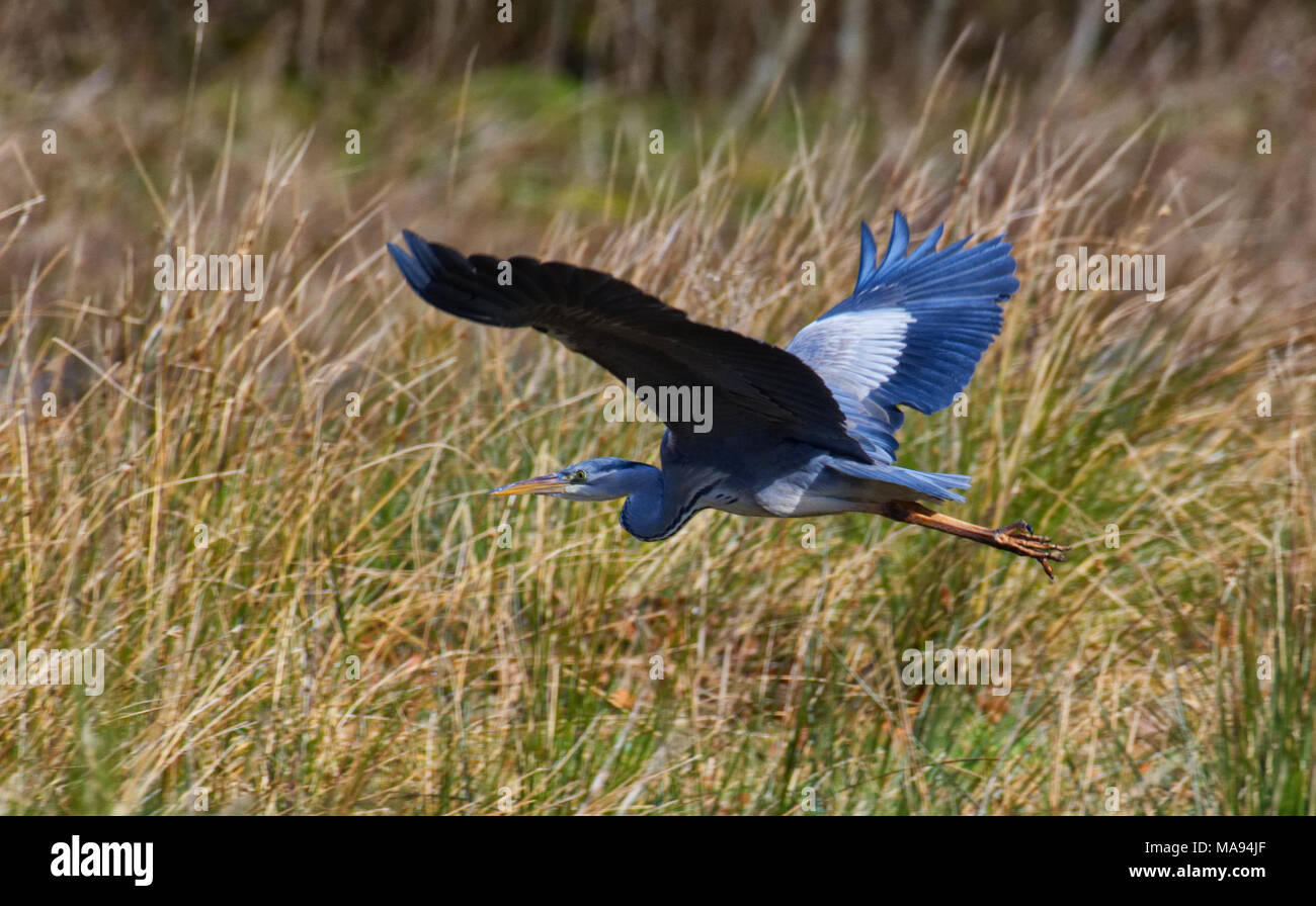 Heron facing front hi-res stock photography and images - Alamy