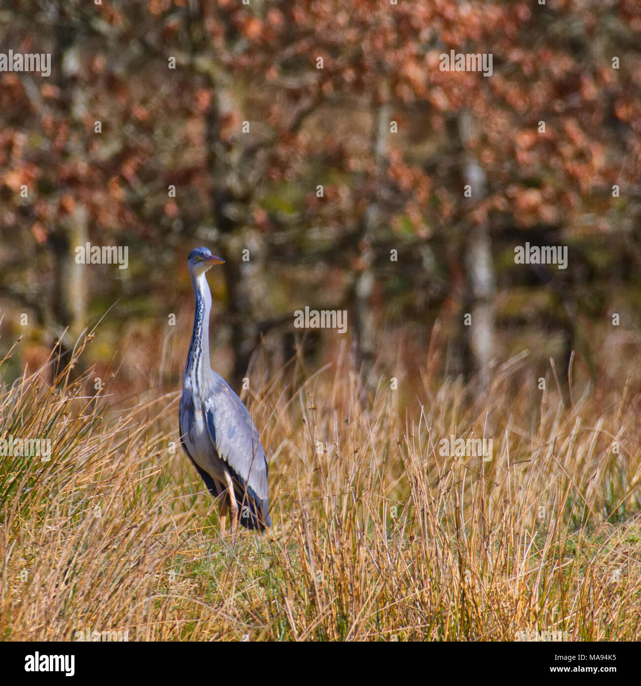 Heron facing front hi-res stock photography and images - Alamy