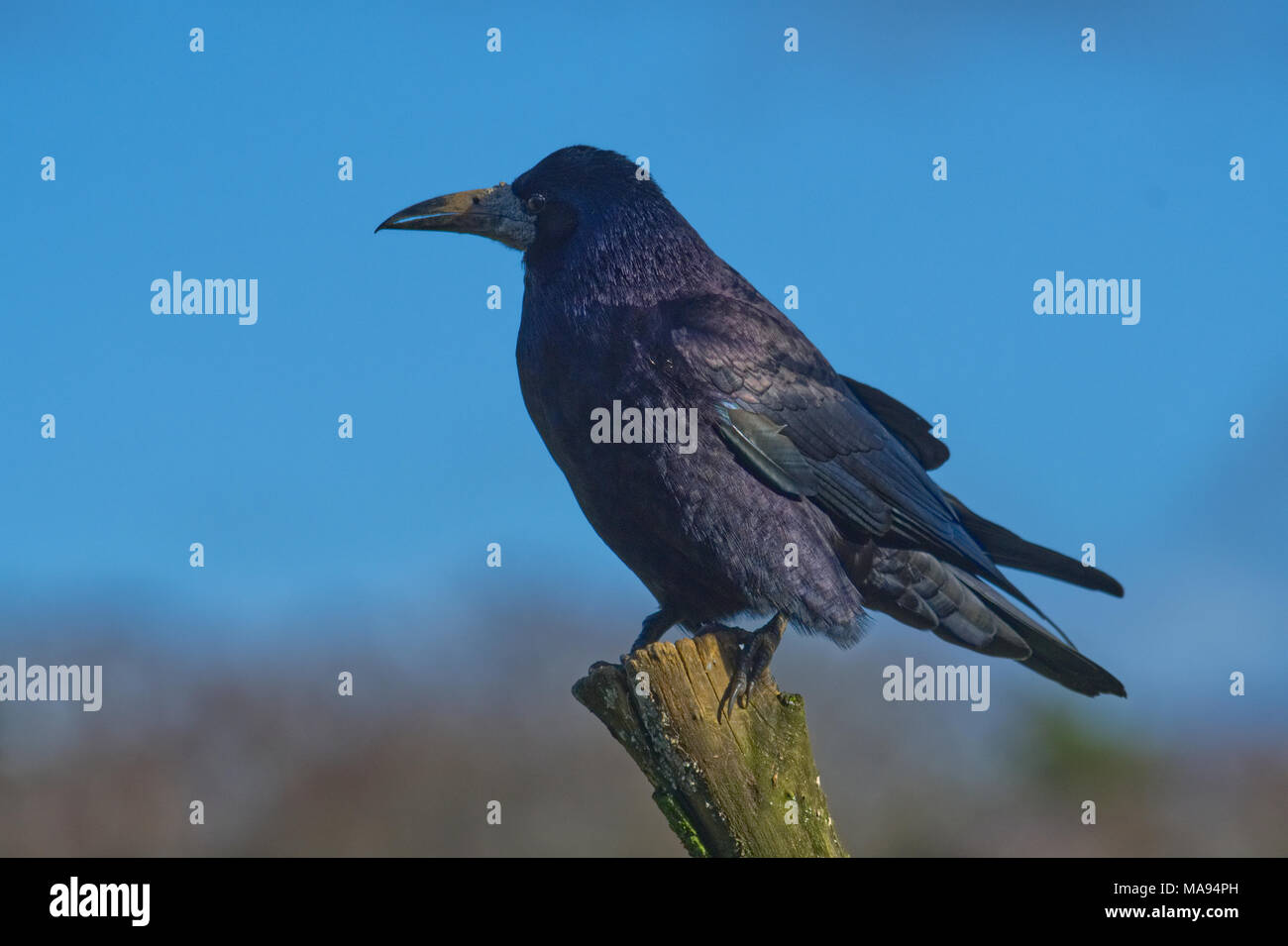 Blue rook hi-res stock photography and images - Alamy