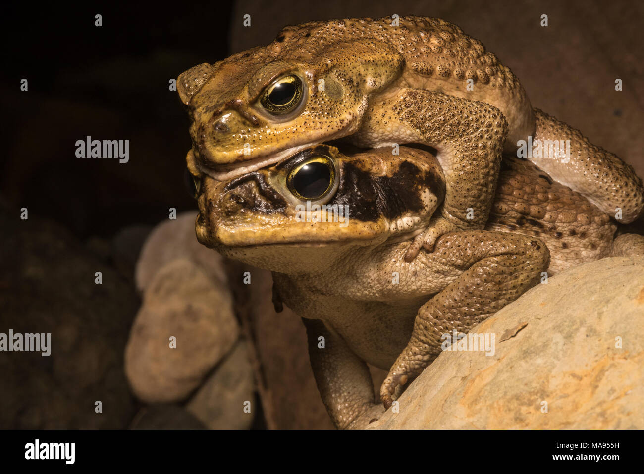 A pair of cane toads in amplexus along a tropical river in their native ...