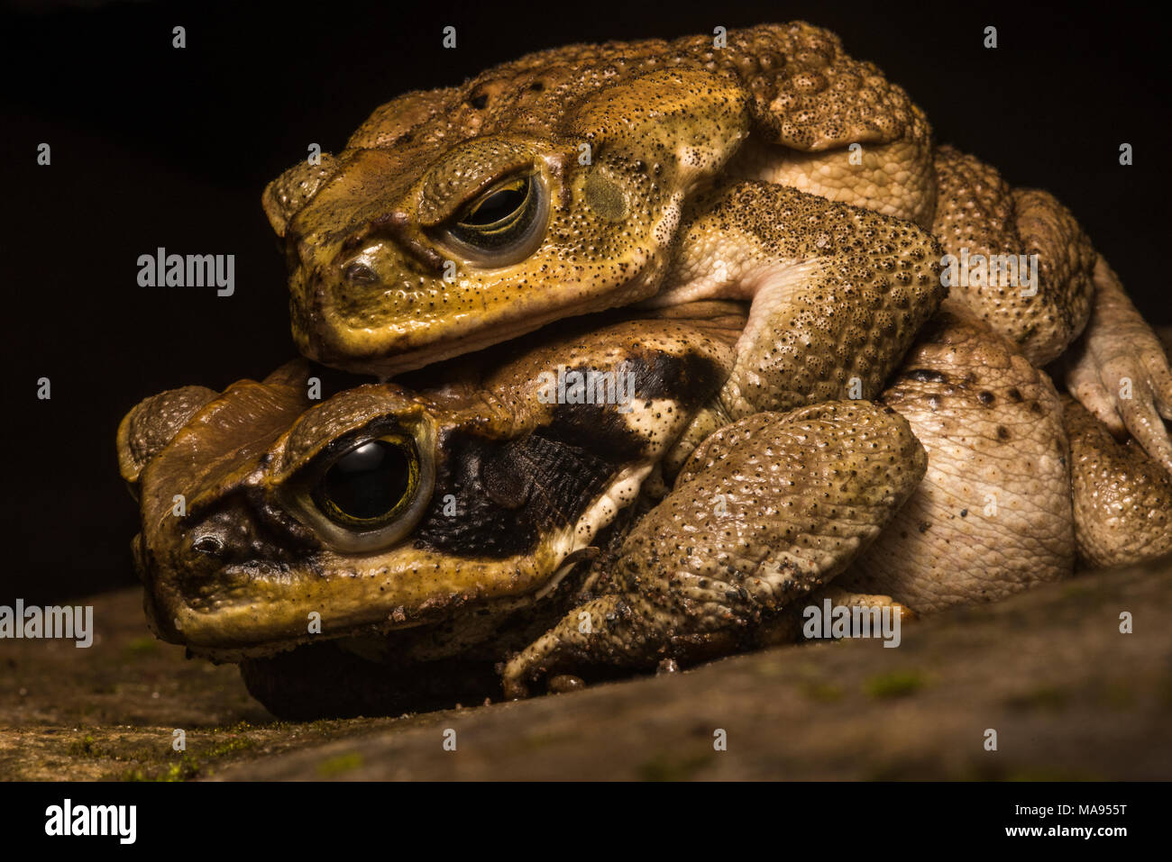A pair of cane toads in amplexus along a tropical river in their native ...