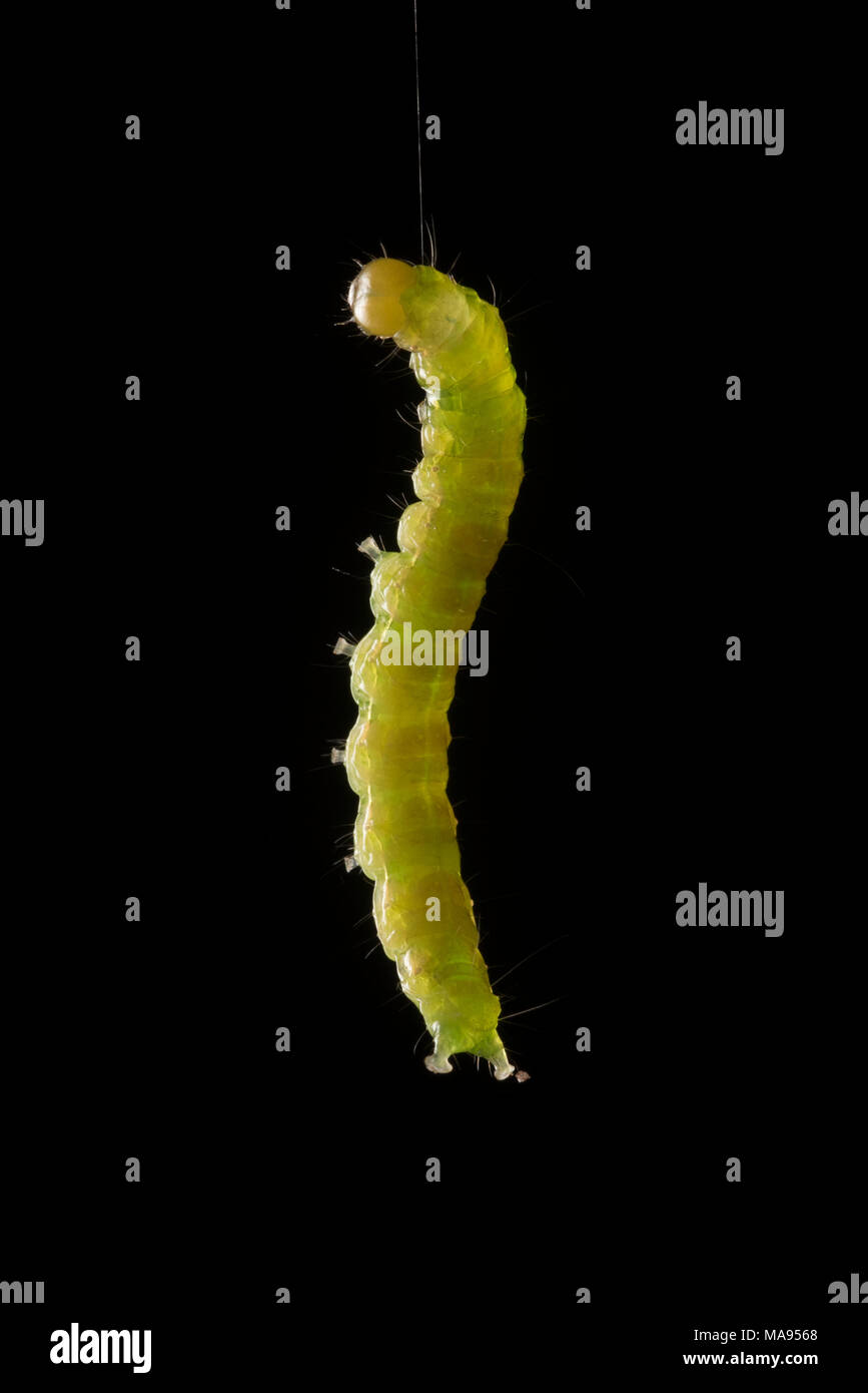 Geometer moth hi-res stock photography and images - Alamy