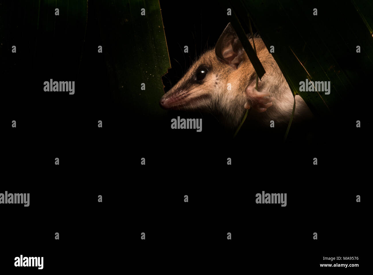 One of the cutest animals of the rainforest is undoubtedly the mous ...