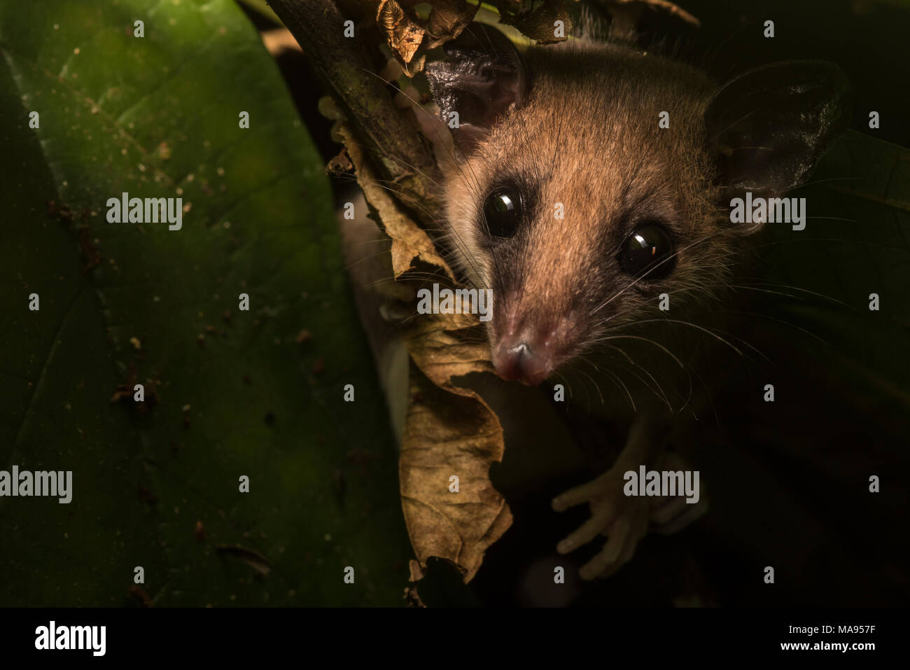 Anthropomorphic animals hi-res stock photography and images - Alamy