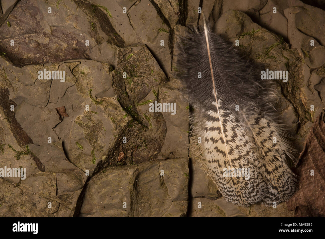 Some fallen feathers on the rocks in the Peruvian jungle not far from ...