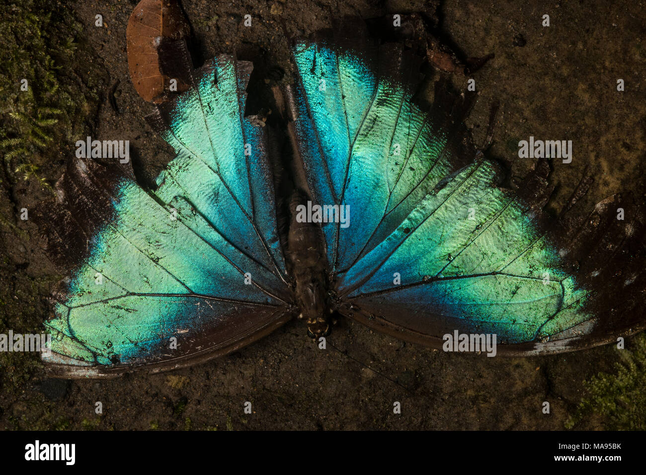 A tattererd and dead blue morpho butterfly on the forest floor in Peru ...