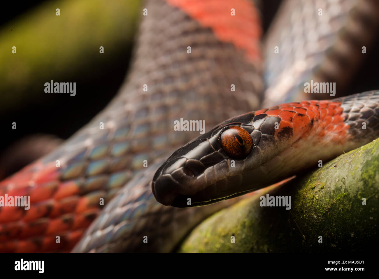 False coral snake (Oxyrhopus vandicus) despite its bright colors this ...