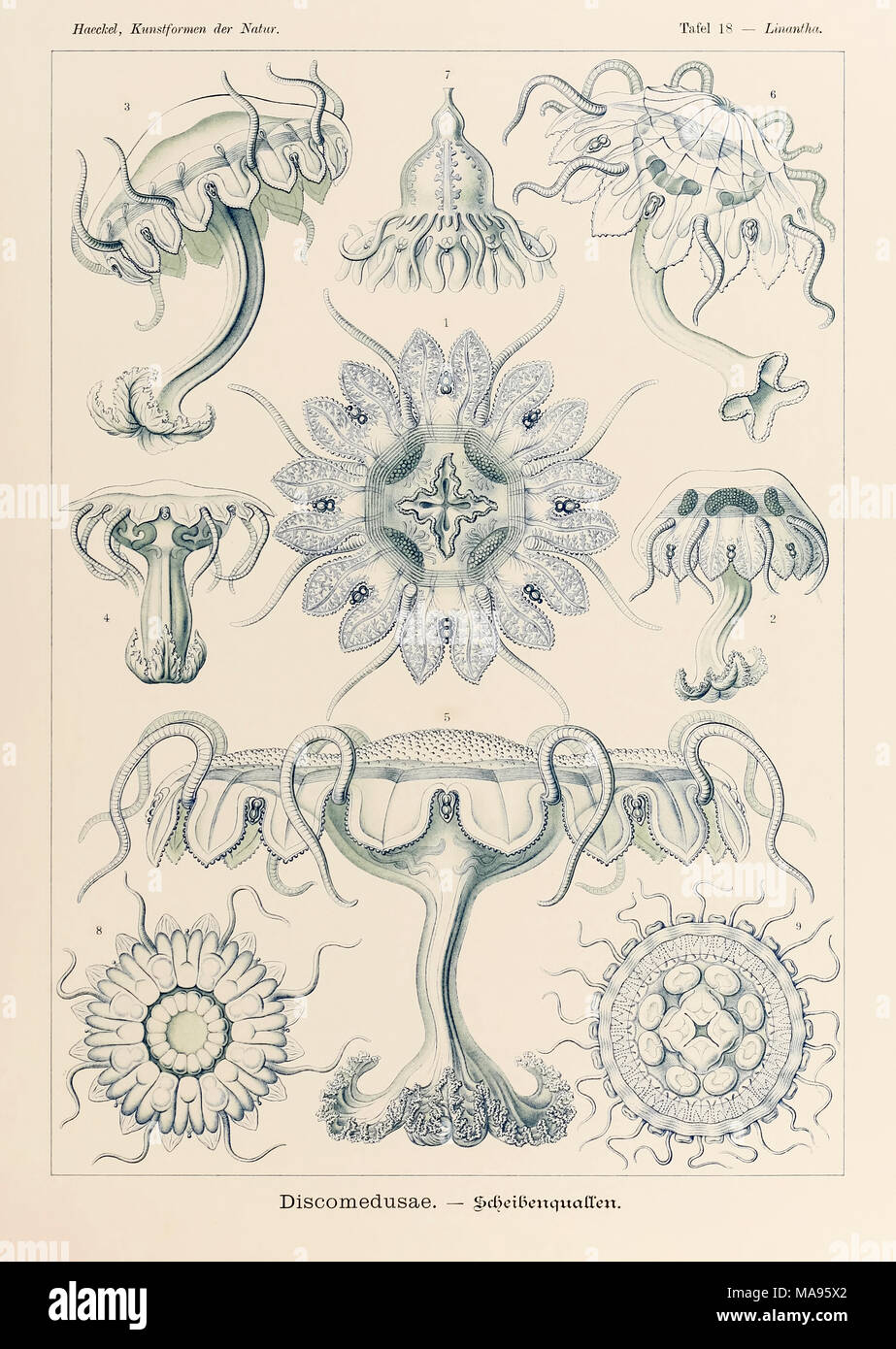 Plate 18 Linantha Discomedusae from ‘Kunstformen der Natur’ (Art Forms ...