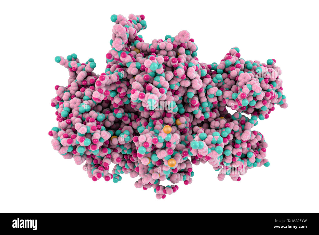 Coagulation factor VIII (fVIII) protein. Deficiency causes haemophilia ...