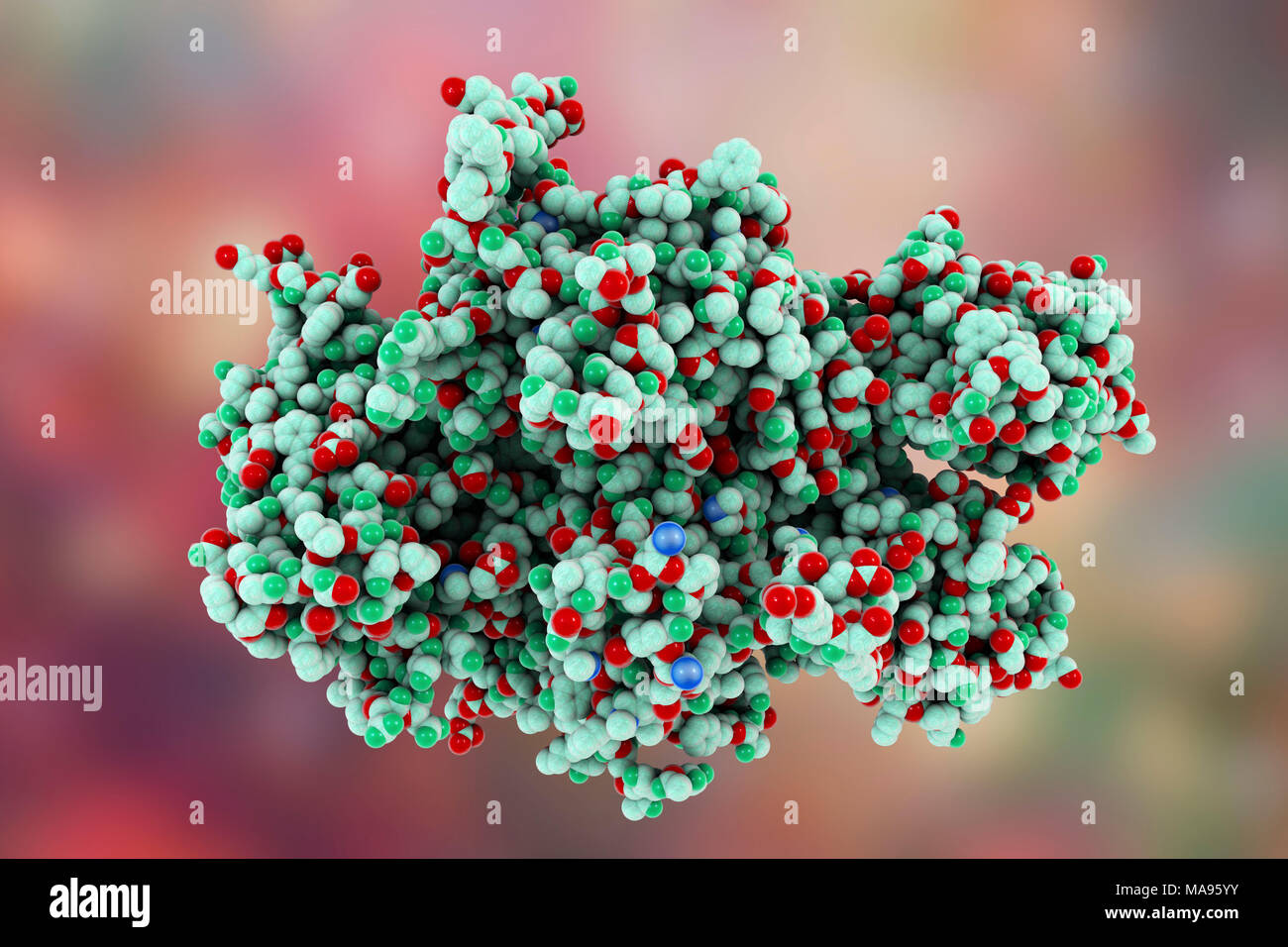 Coagulation factor VIII (fVIII) protein. Deficiency causes haemophilia ...
