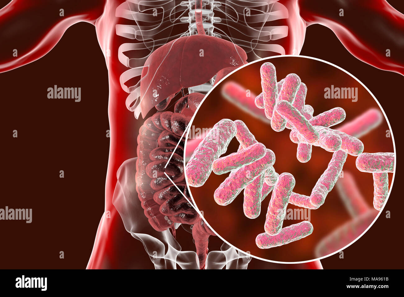 Computer illustration of the human digestive system and a close-up view ...