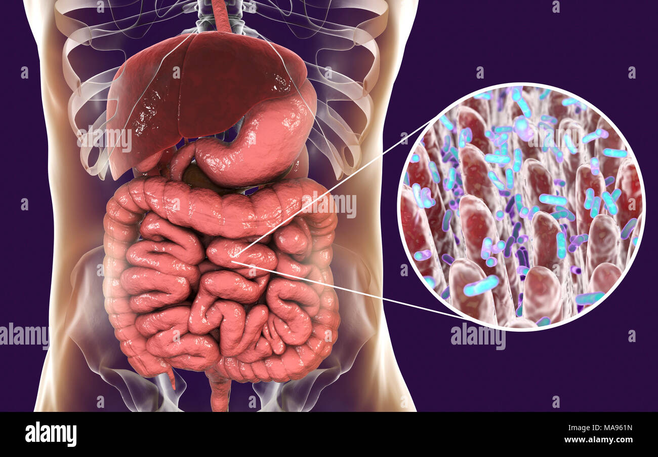 Computer illustration of the human digestive system and a close-up view ...