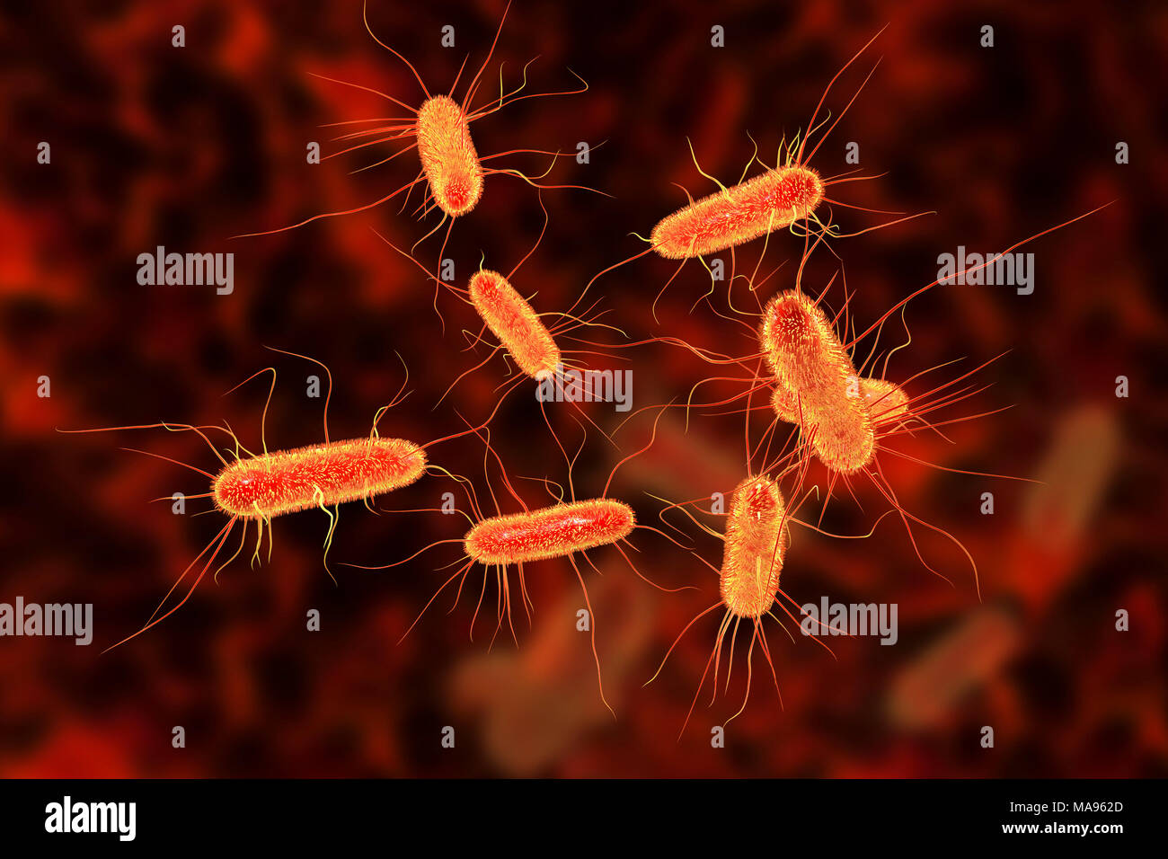Vegetação Íntimo Citar coli bacilus Expor suave Peru