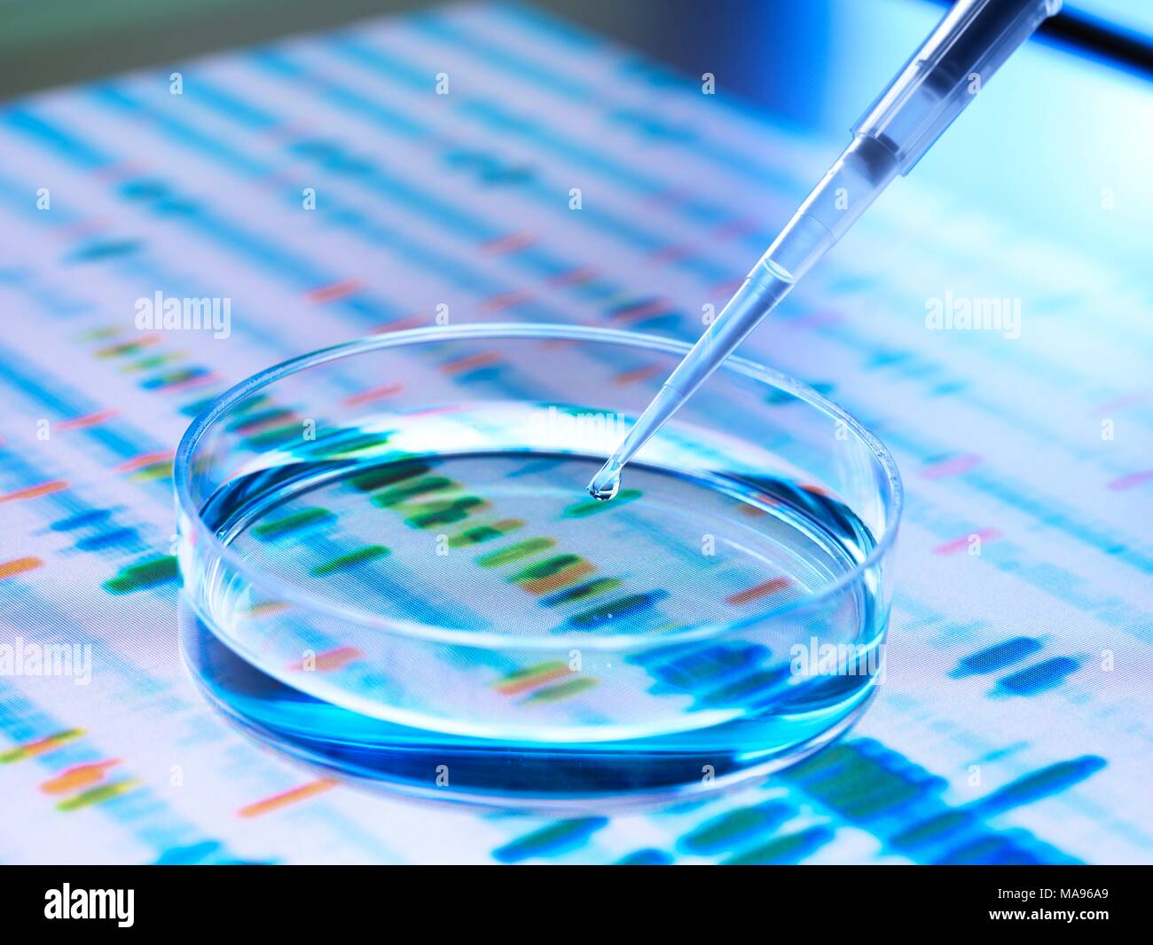Genetic research. Pipette adding a sample to a petri dish with a DNA ...
