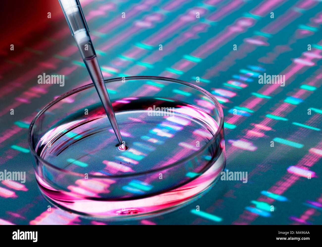 Genetic research. Pipette adding a sample to a petri dish with a DNA ...