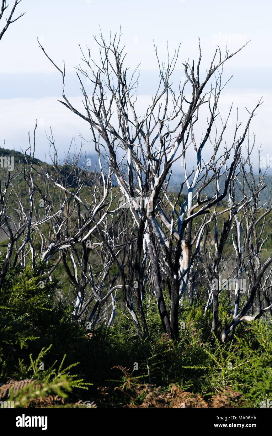Death trees hi-res stock photography and images - Alamy