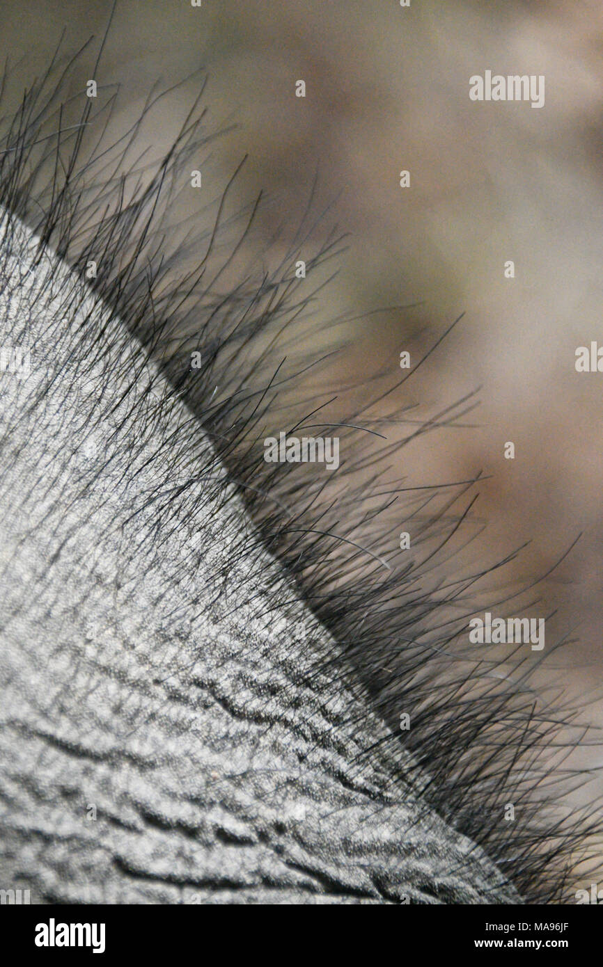 Scalp indian hi-res stock photography and images - Alamy