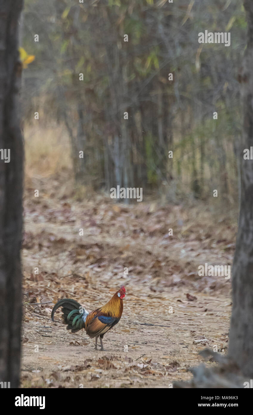 Wild Red Jungle Fowl Rooster, standing, side view, Bandhavgarh National ...