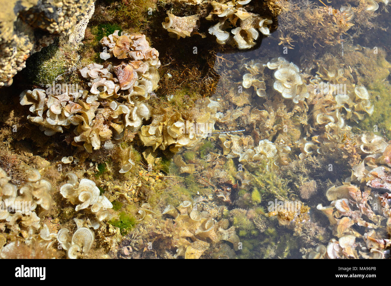 Transparent sea water with seaweeds on sea bottom Stock Photo - Alamy