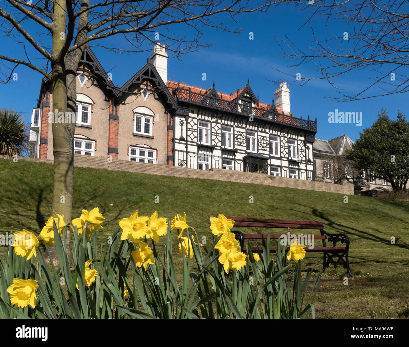 Daffodils in bloom, Whitburn House, Whitburn VIllage, north east ...