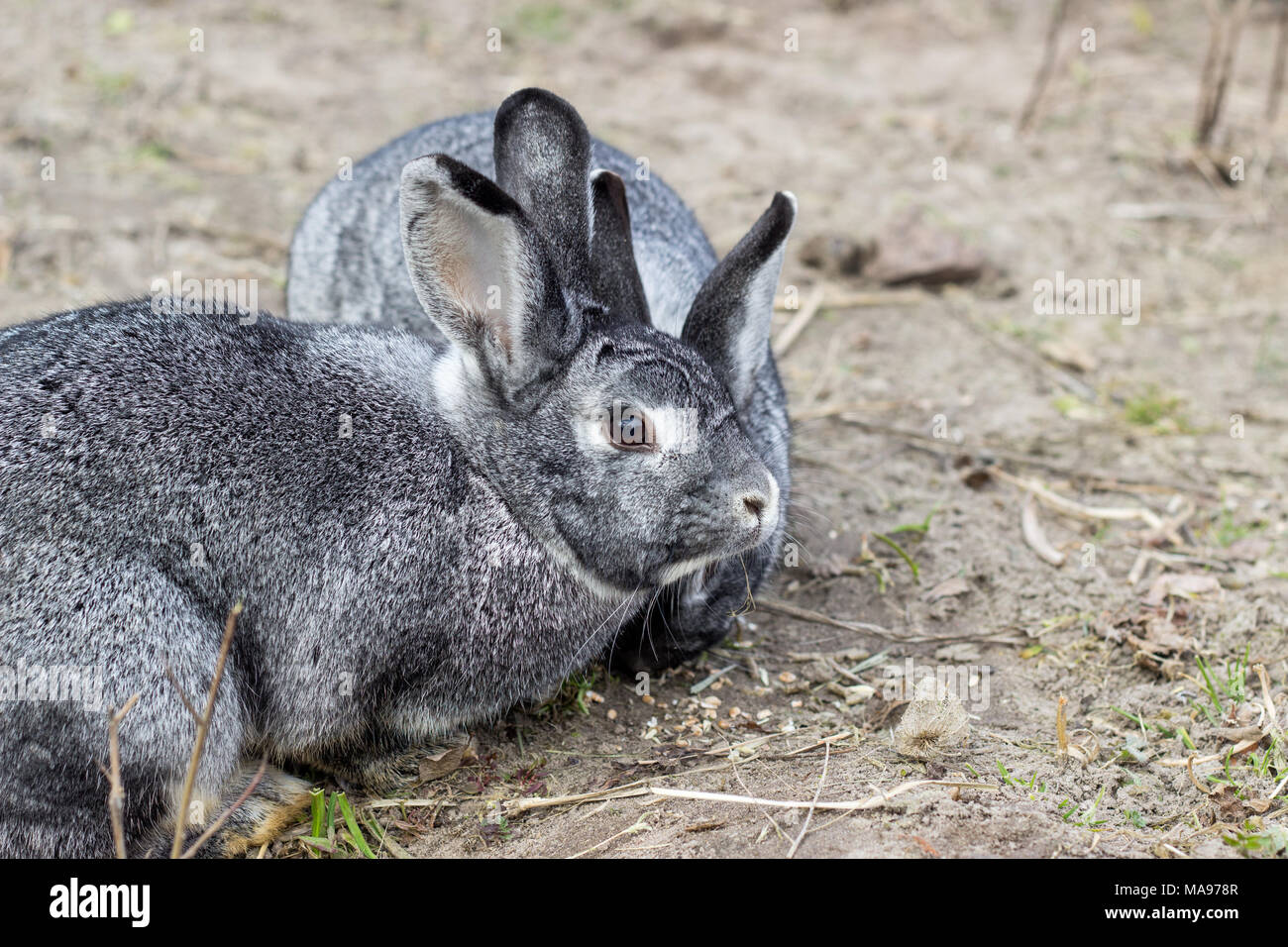 Gray rabbits hi-res stock photography and images - Alamy