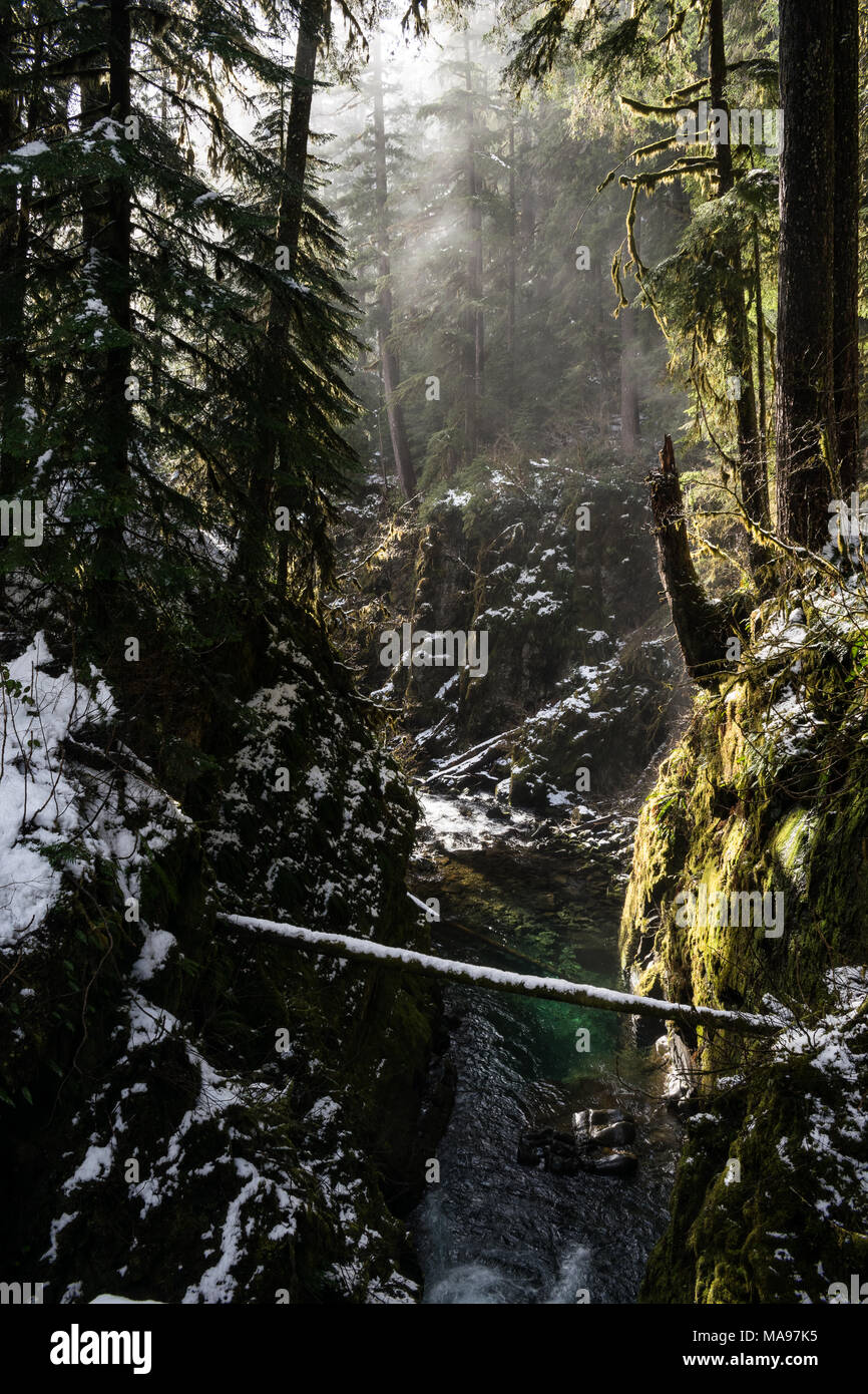 multiple views from snow covered trails in national rainforest Stock ...