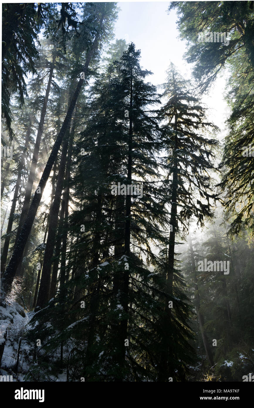 multiple views from snow covered trails in national rainforest Stock ...