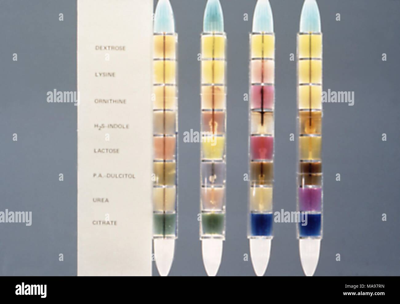 Photograph of an Enterotube identification kit used in biochemical ...