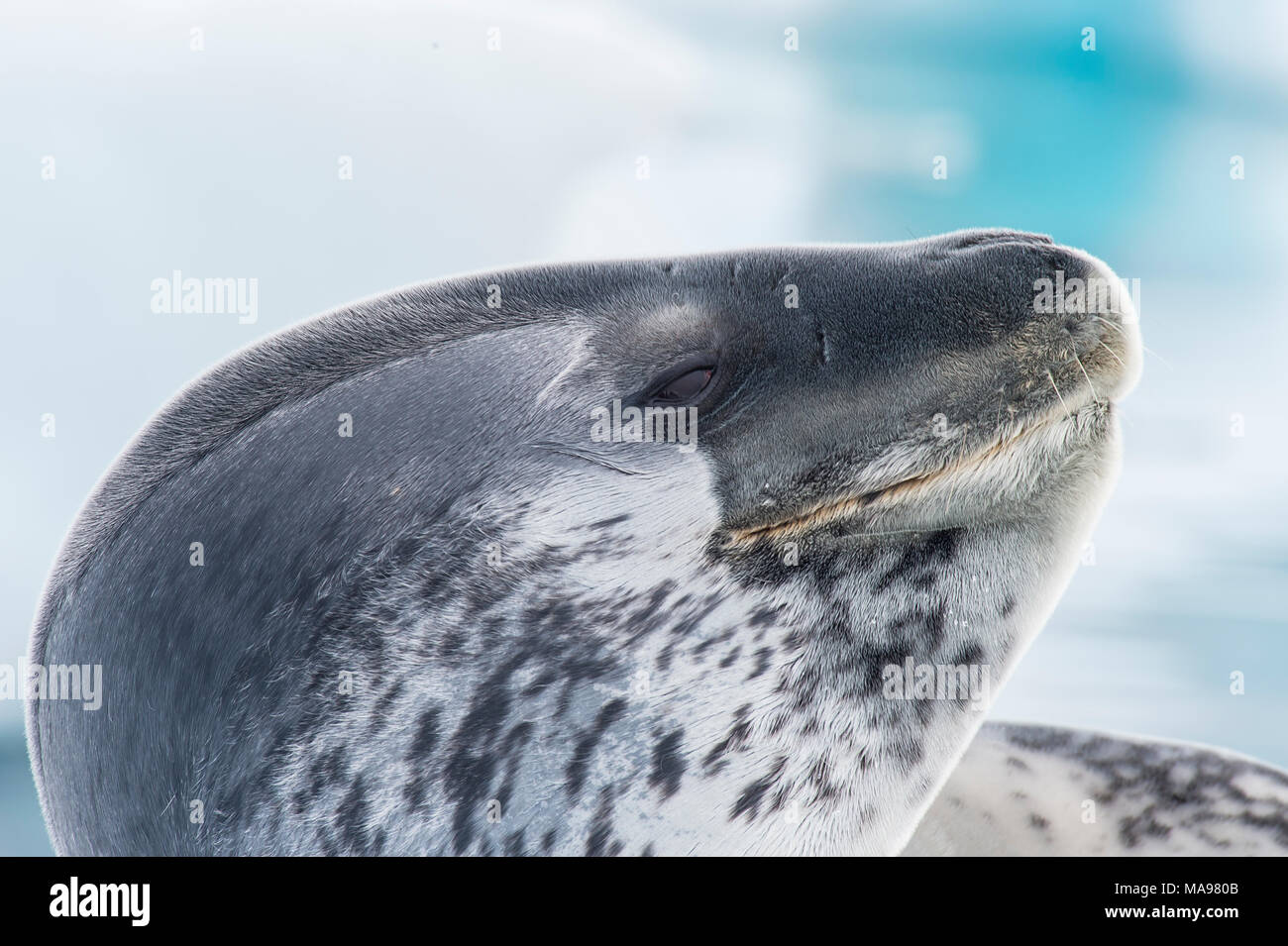 Leopard seal teeth hi-res stock photography and images - Alamy