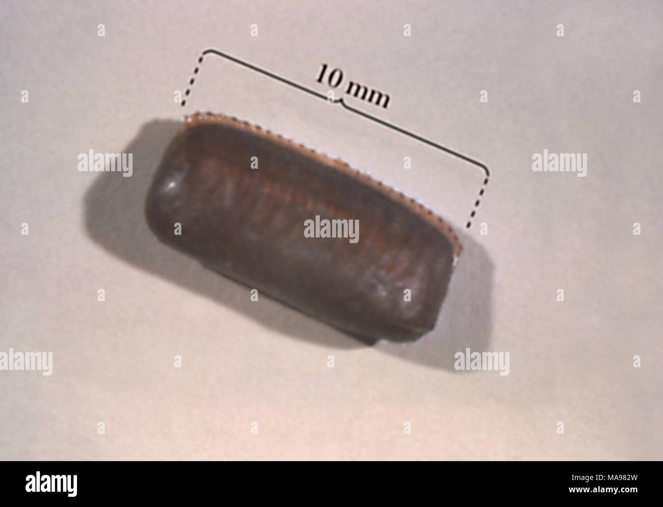 Cockroach egg capsule hi-res stock photography and images - Alamy