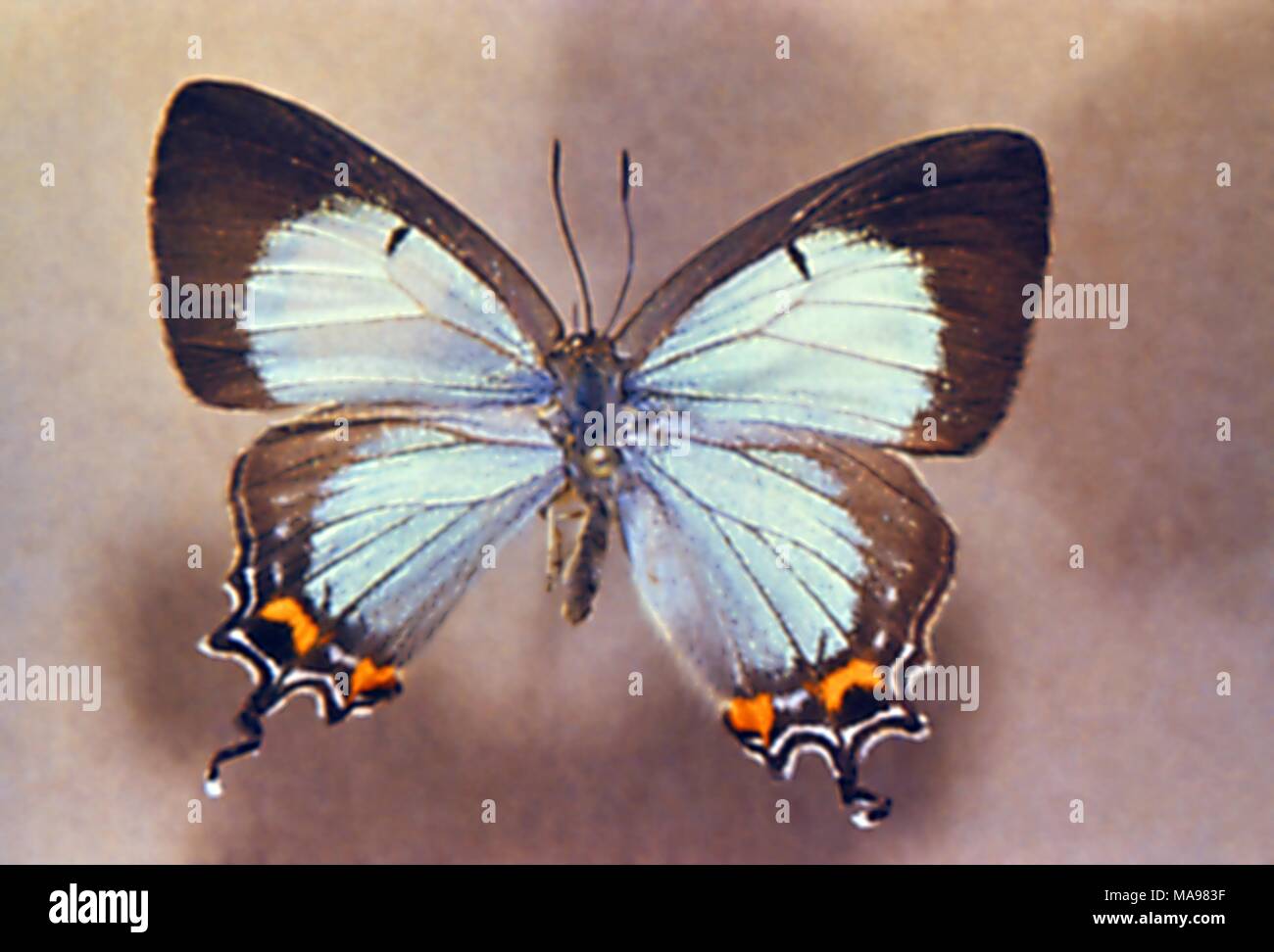 Scaled wings hi-res stock photography and images - Alamy
