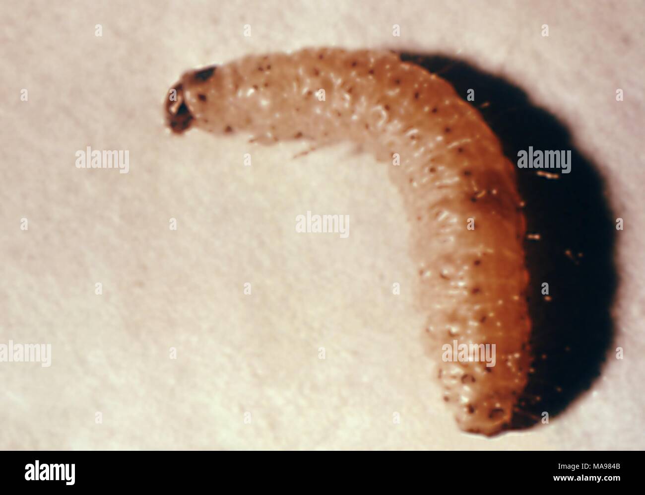 Flour moth's larva (family Pyralidae) found in a migrant labor camp ...
