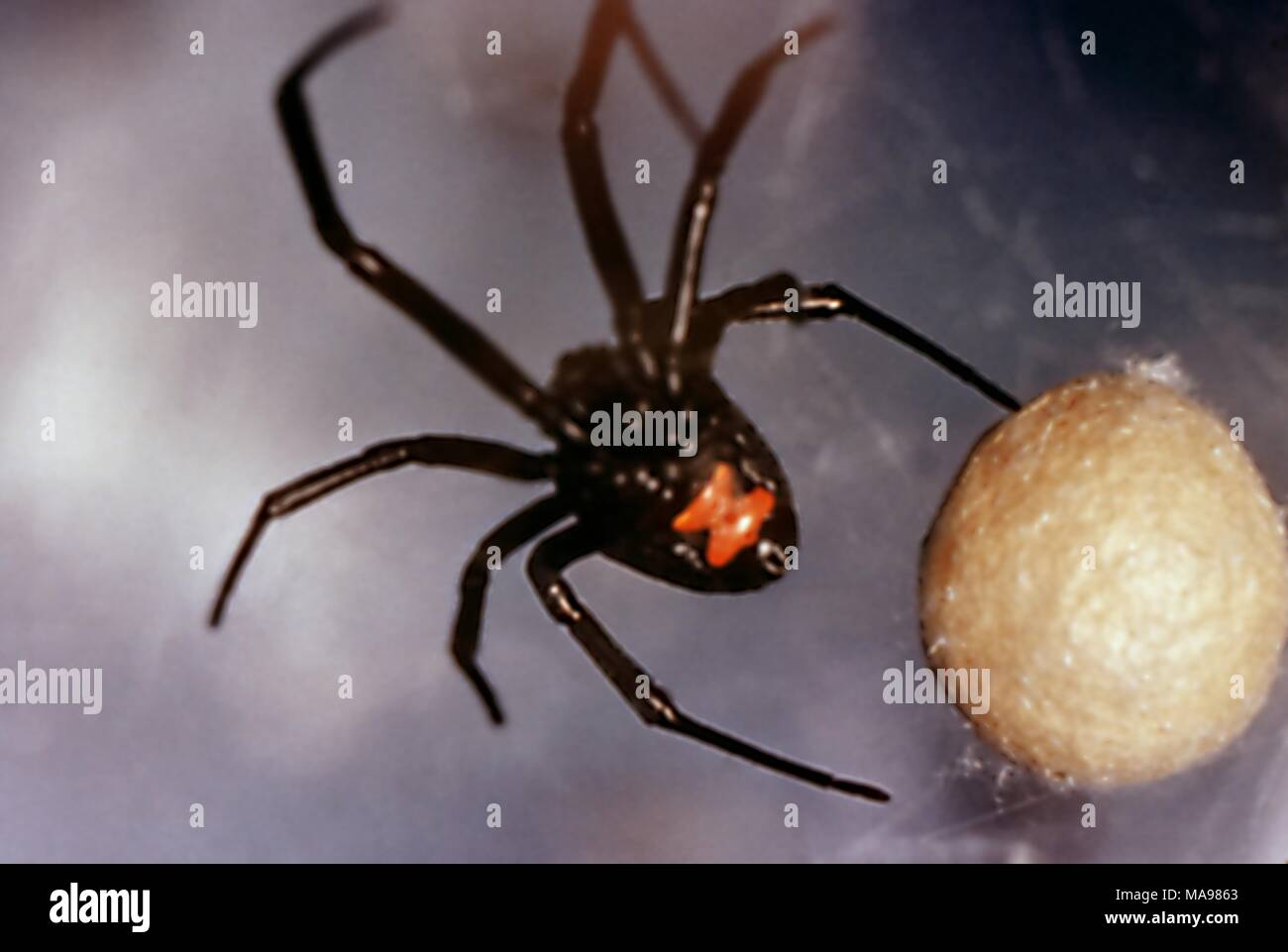 Black Widow spider (Latrodectus mactans) wrapping up a prey, 1972 ...