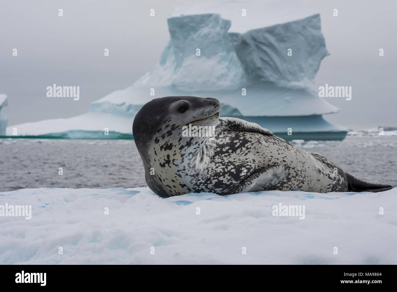 Leopard seal on an ice flow Stock Photo - Alamy
