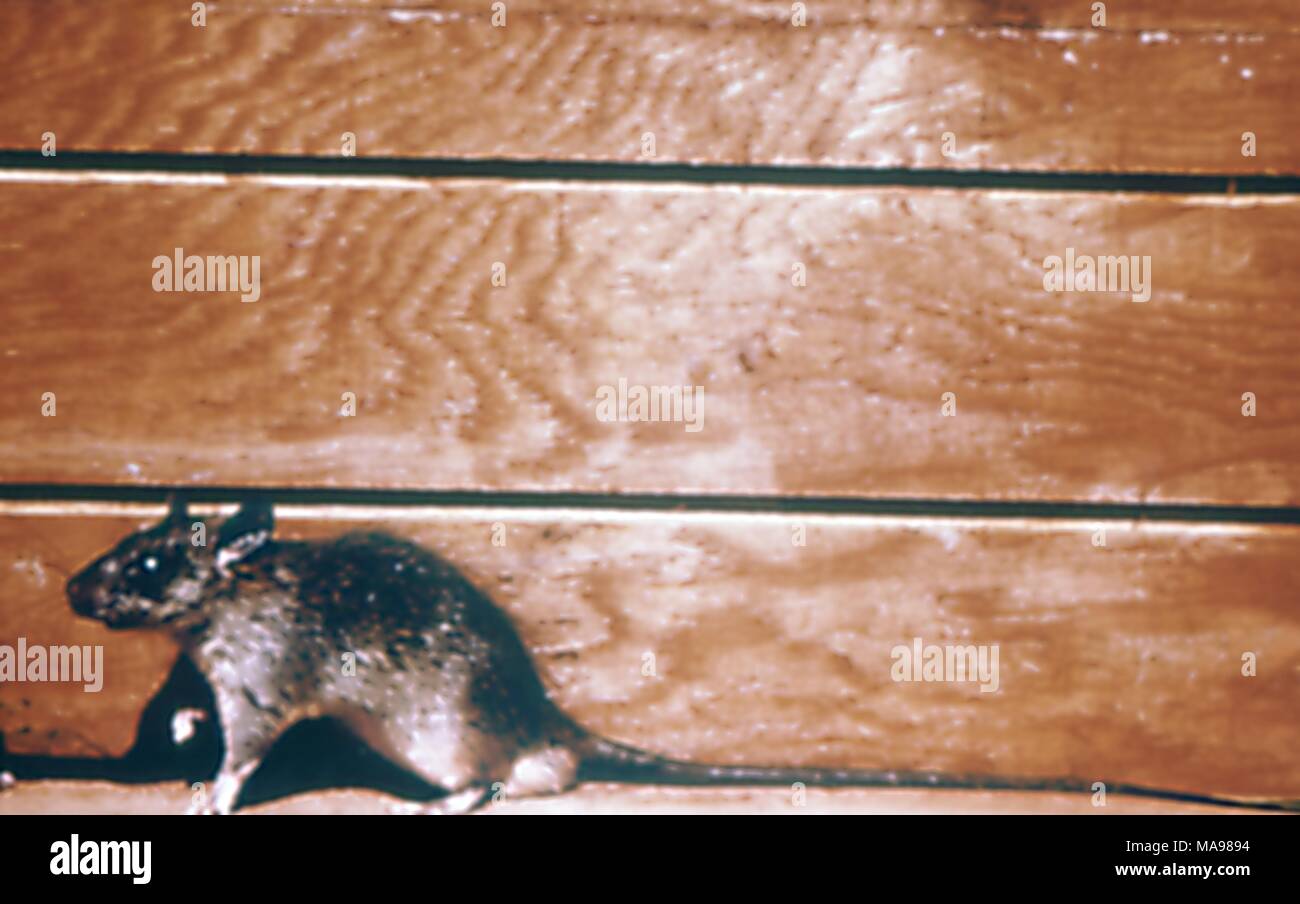 Roof rat or black rat (Rattus rattus), a carrier of the Yersinia pestis ...