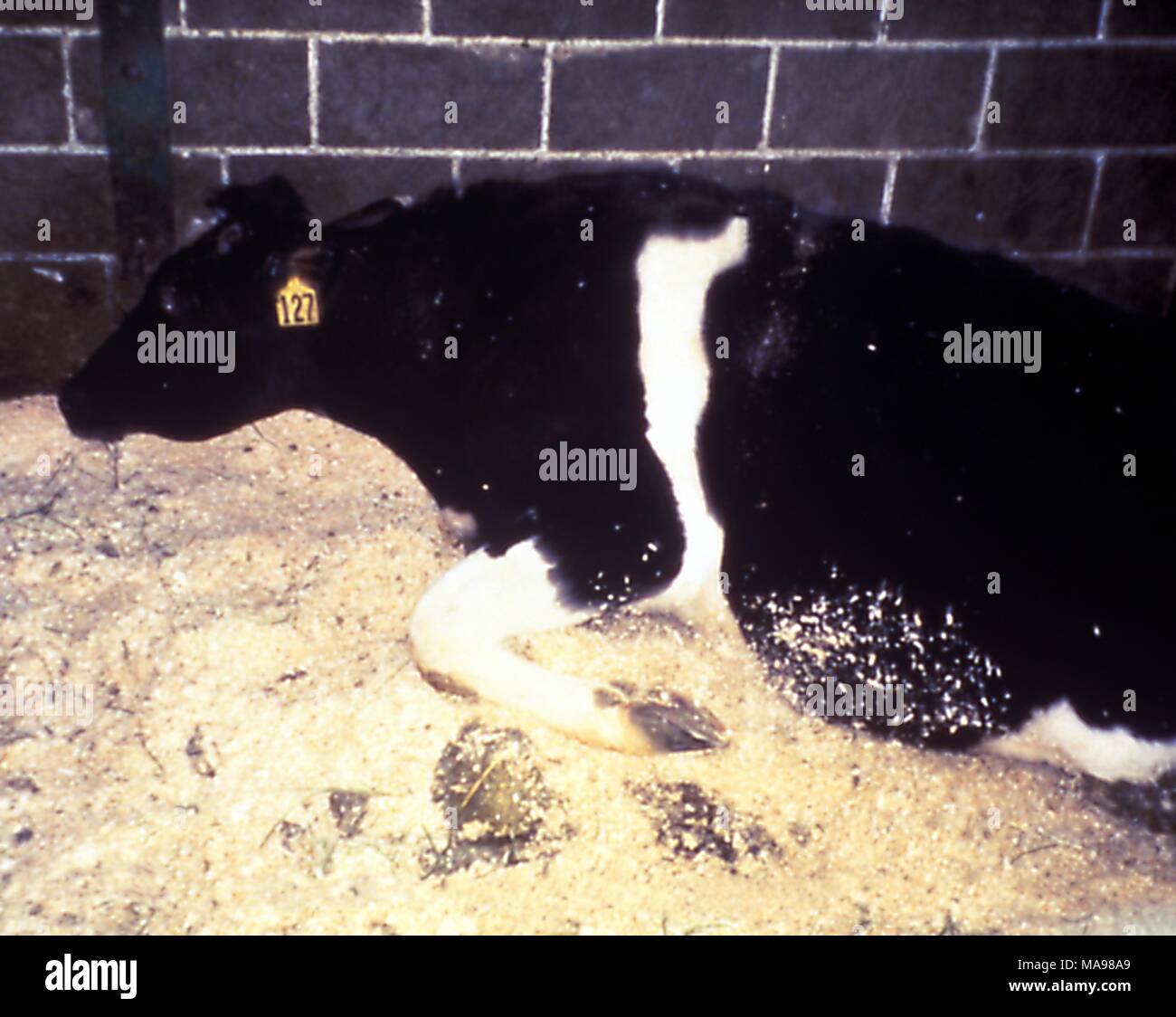 Mad Cow Disease High Resolution Stock Photography and Images - Alamy