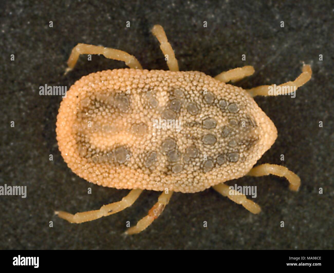 Bat Tick (Carios kelleyi), dorsal view, 2003. Image courtesy Centers ...