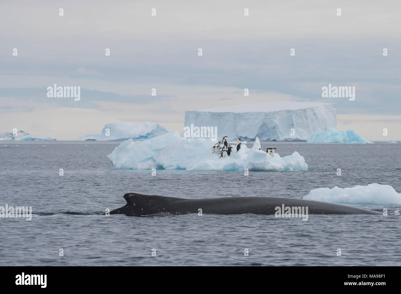 Humpback Whale logging Stock Photo - Alamy
