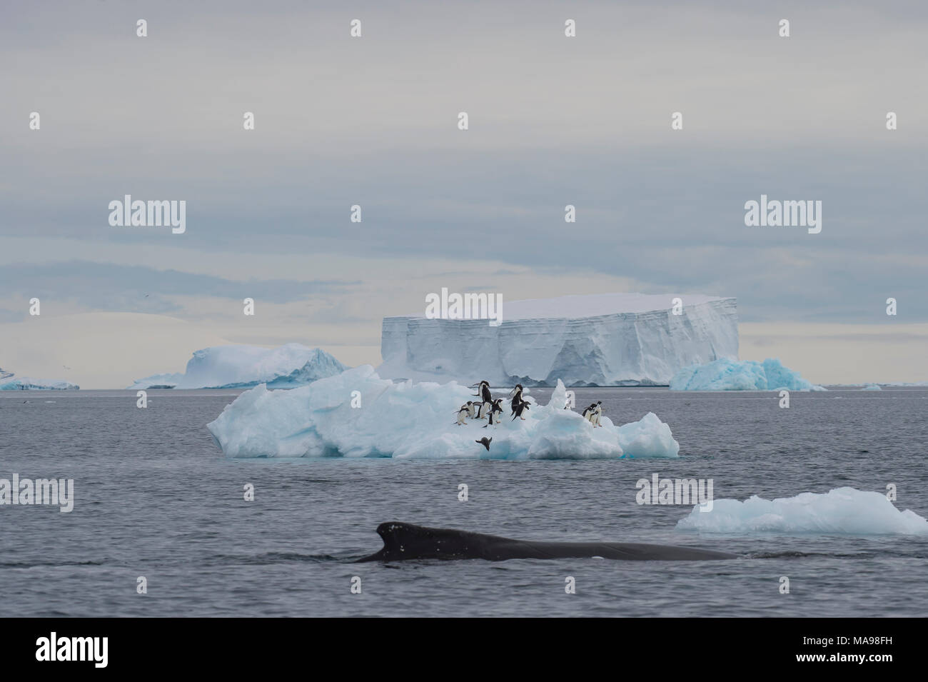 Humpback Whale logging Stock Photo - Alamy