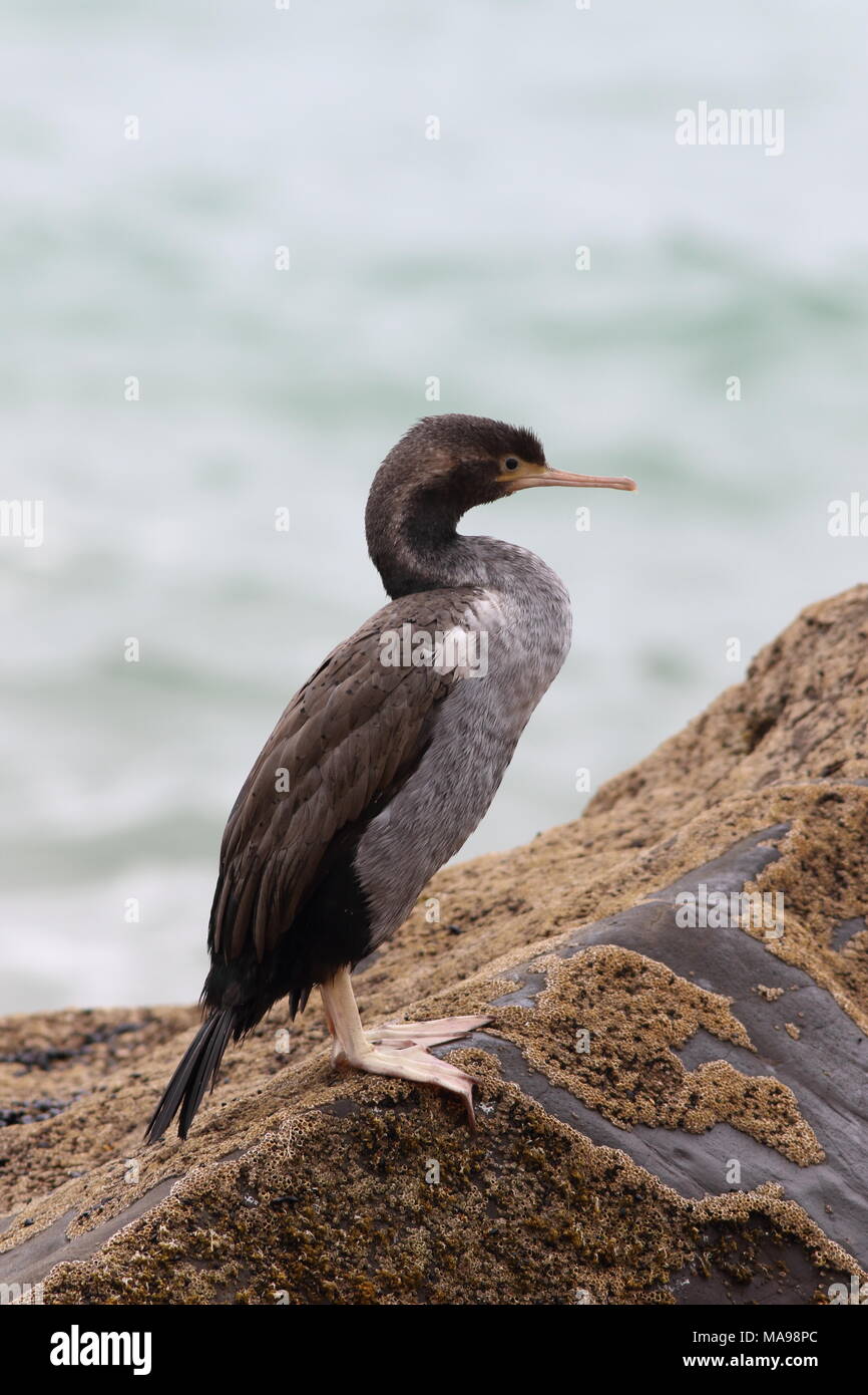 Shag on a rock hi-res stock photography and images - Alamy