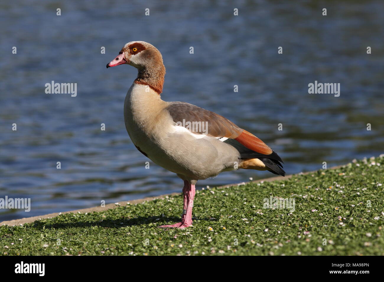 Egyptian goose side view hi-res stock photography and images - Alamy