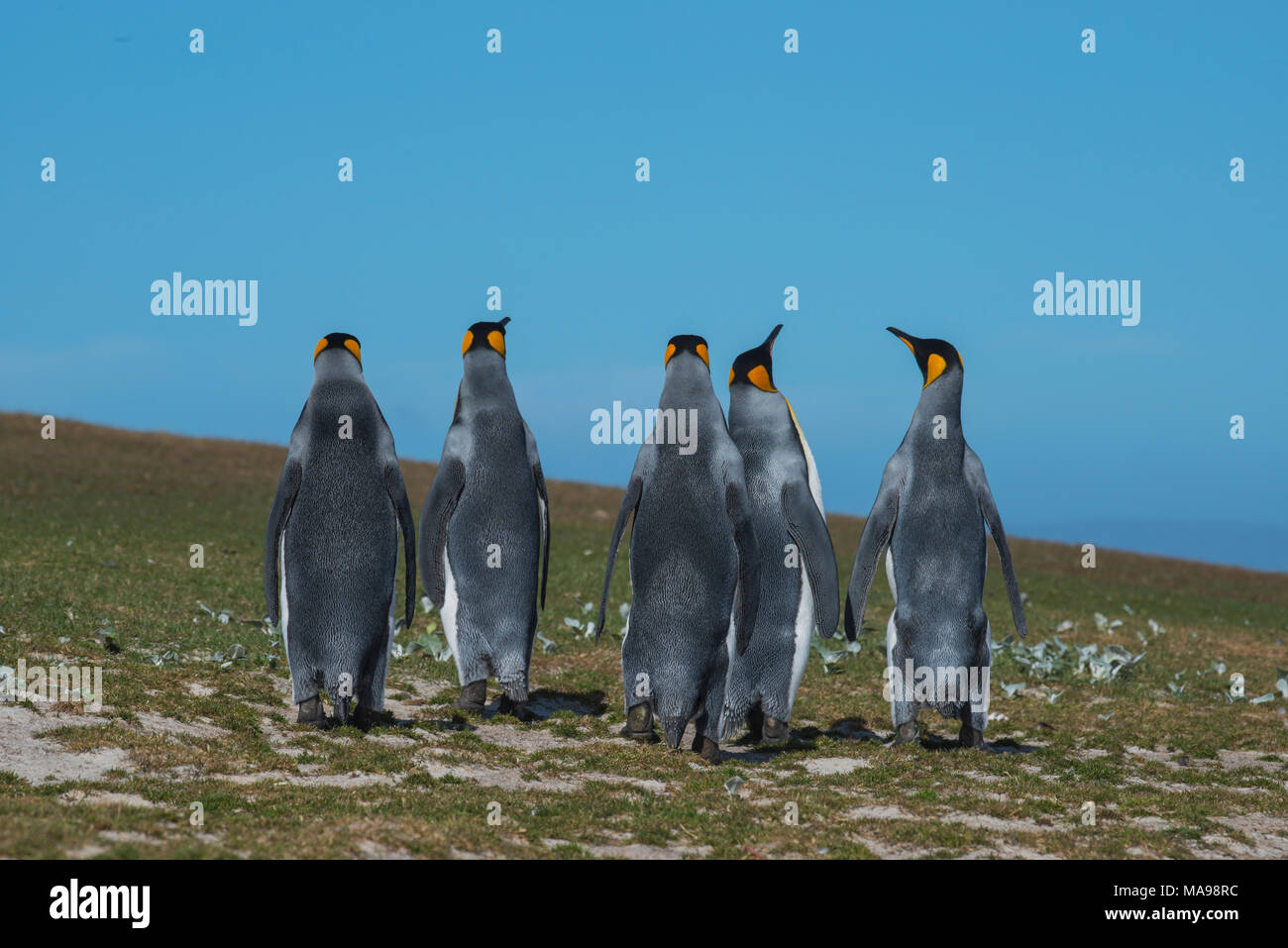 King Penguins at Falkland Island Stock Photo - Alamy