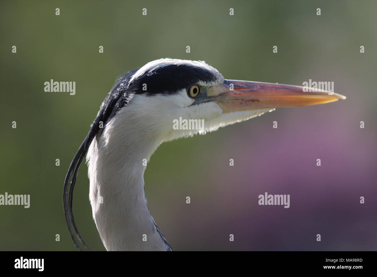 Back beak hi-res stock photography and images - Alamy