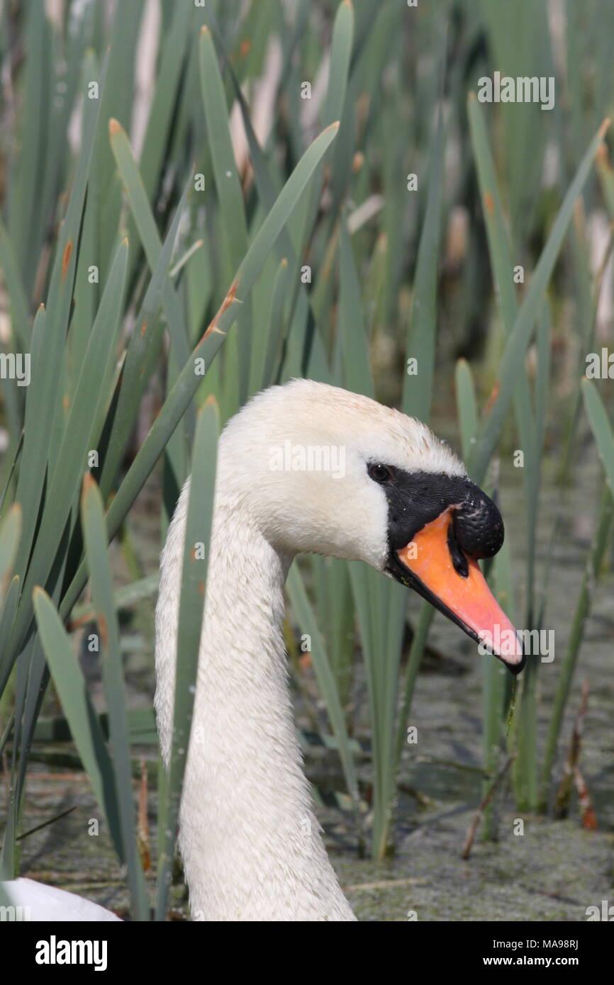 Knob at the top of the beak hi-res stock photography and images - Alamy